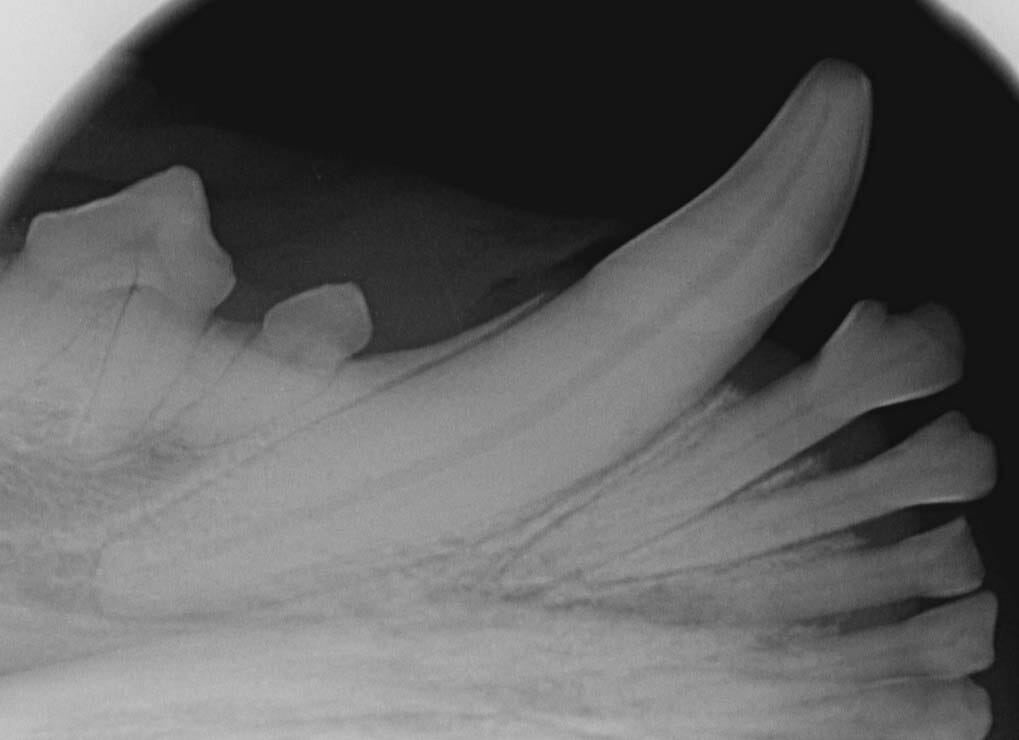 Intra-oral dental radiography for the general practitioner | Veterinary ...