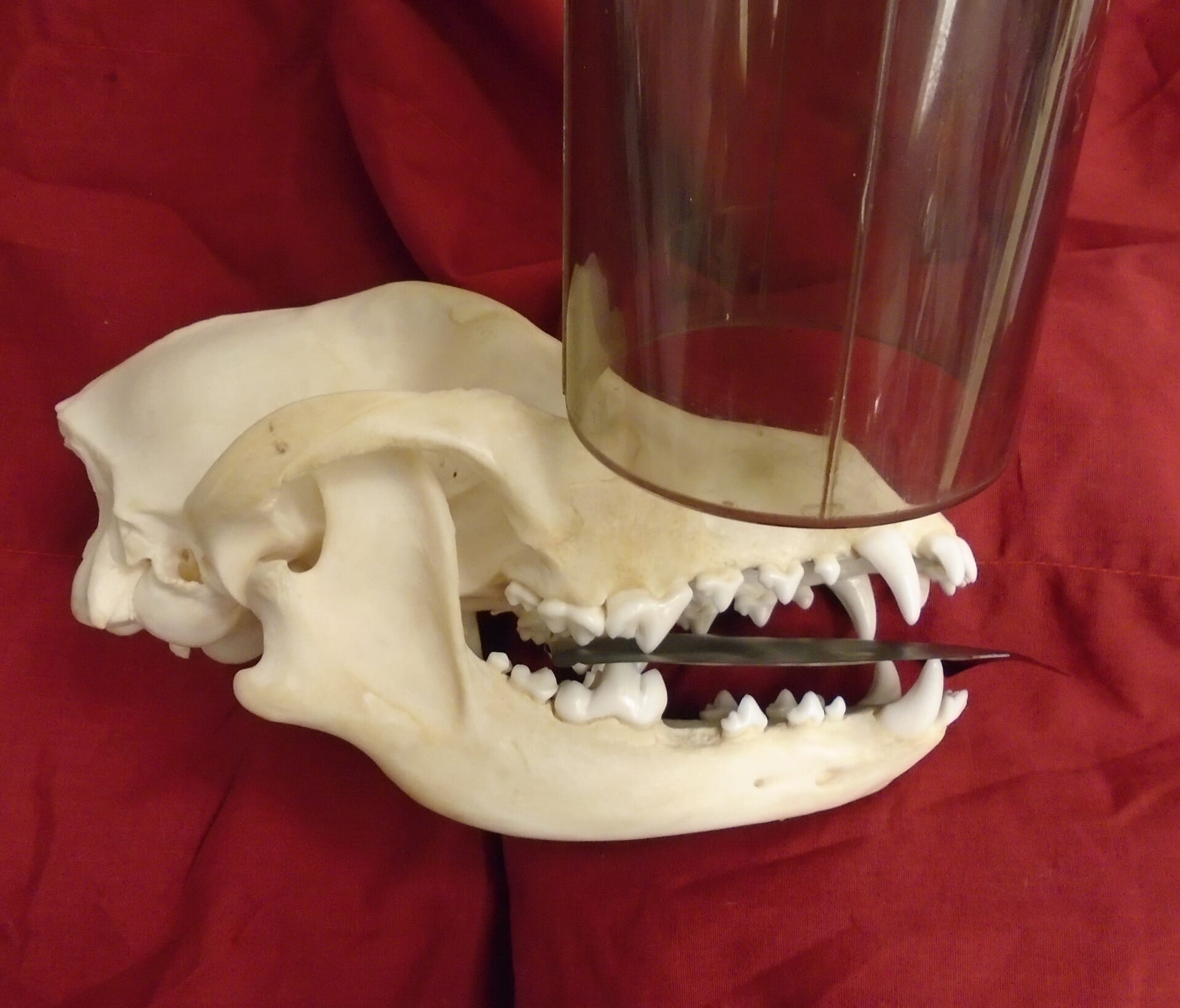 Intra-oral dental radiography for the general practitioner | Veterinary ...