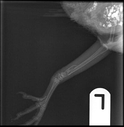 Fracture management in wild birds | Veterinary Practice