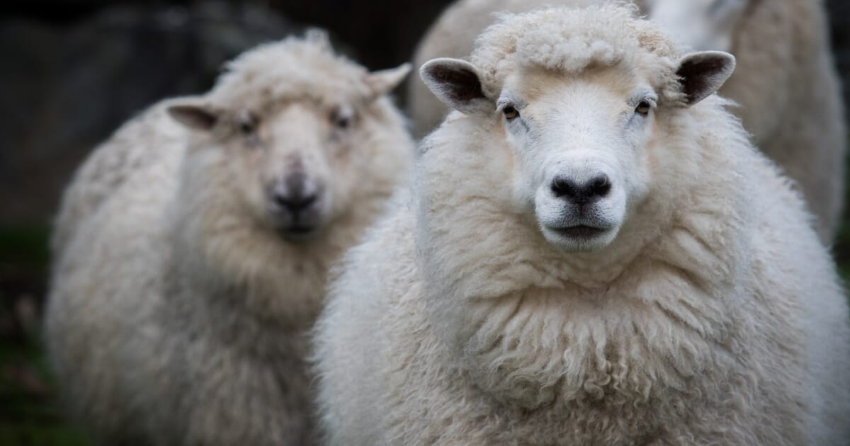 Caseous Lymphadenitis In Sheep Veterinary Practice